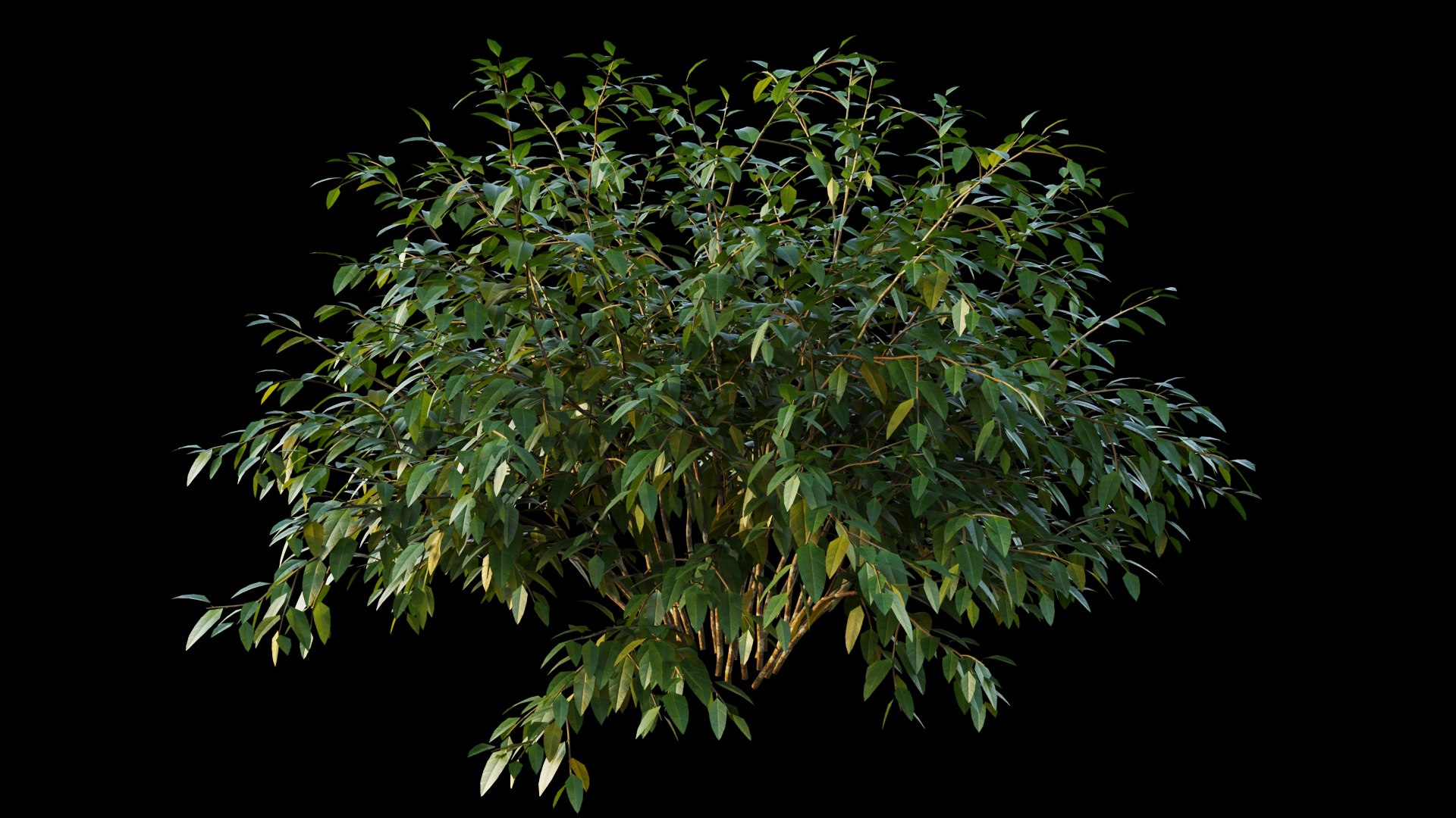 Honeysuckle 3D Model - TurboSquid 1862718