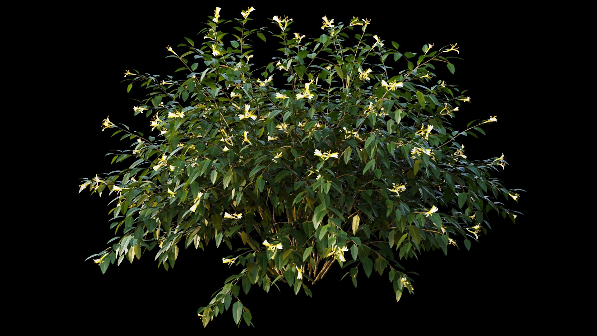 Honeysuckle 3D Model - TurboSquid 1862718