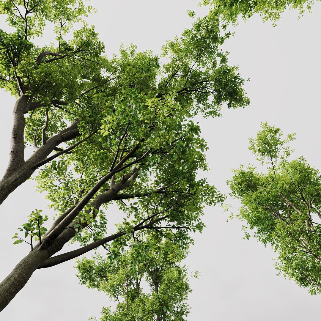 HQ Plants Celtis Australis 3D Model - TurboSquid 2132518
