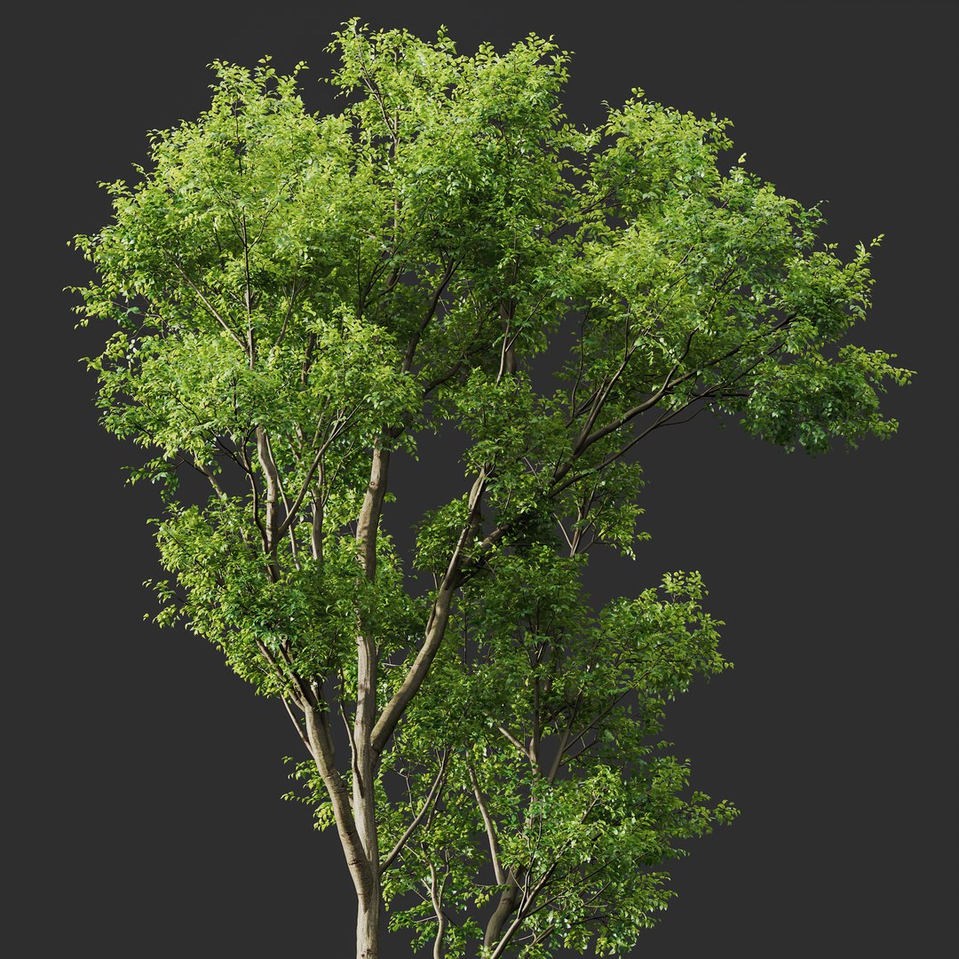 HQ Plants Celtis Australis 3D Model - TurboSquid 2132518