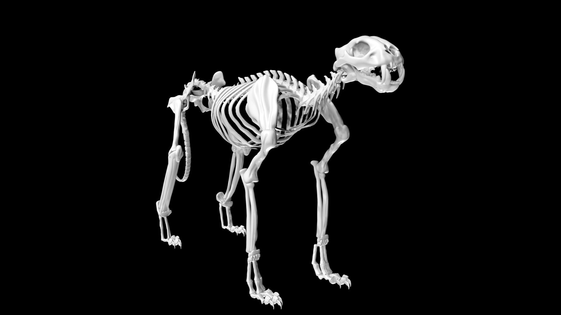 Tiger Skeleton 3D Model - TurboSquid 1886475
