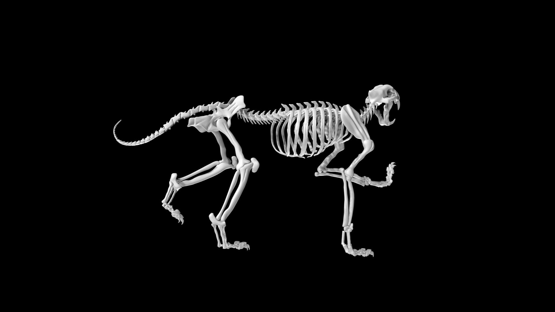 Tiger Skeleton 3D Model - TurboSquid 1886475