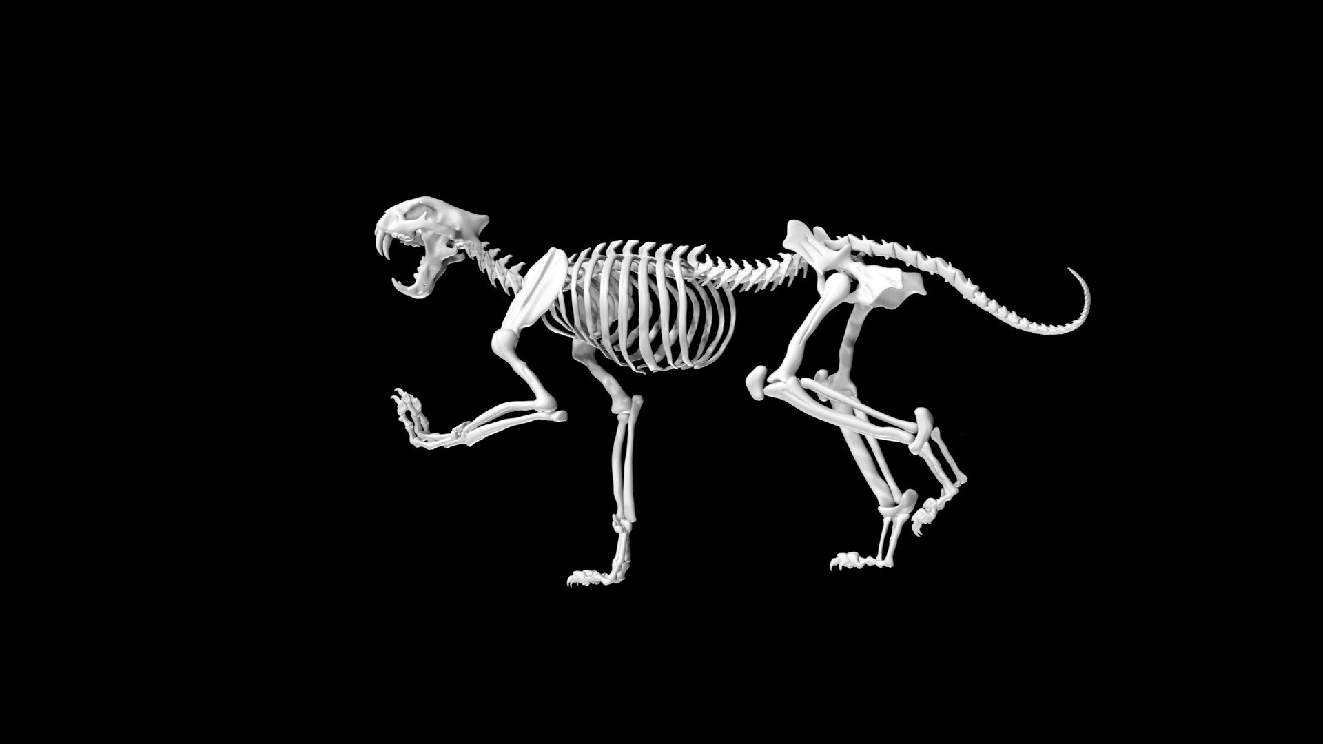 Tiger Skeleton 3D Model - TurboSquid 1886475