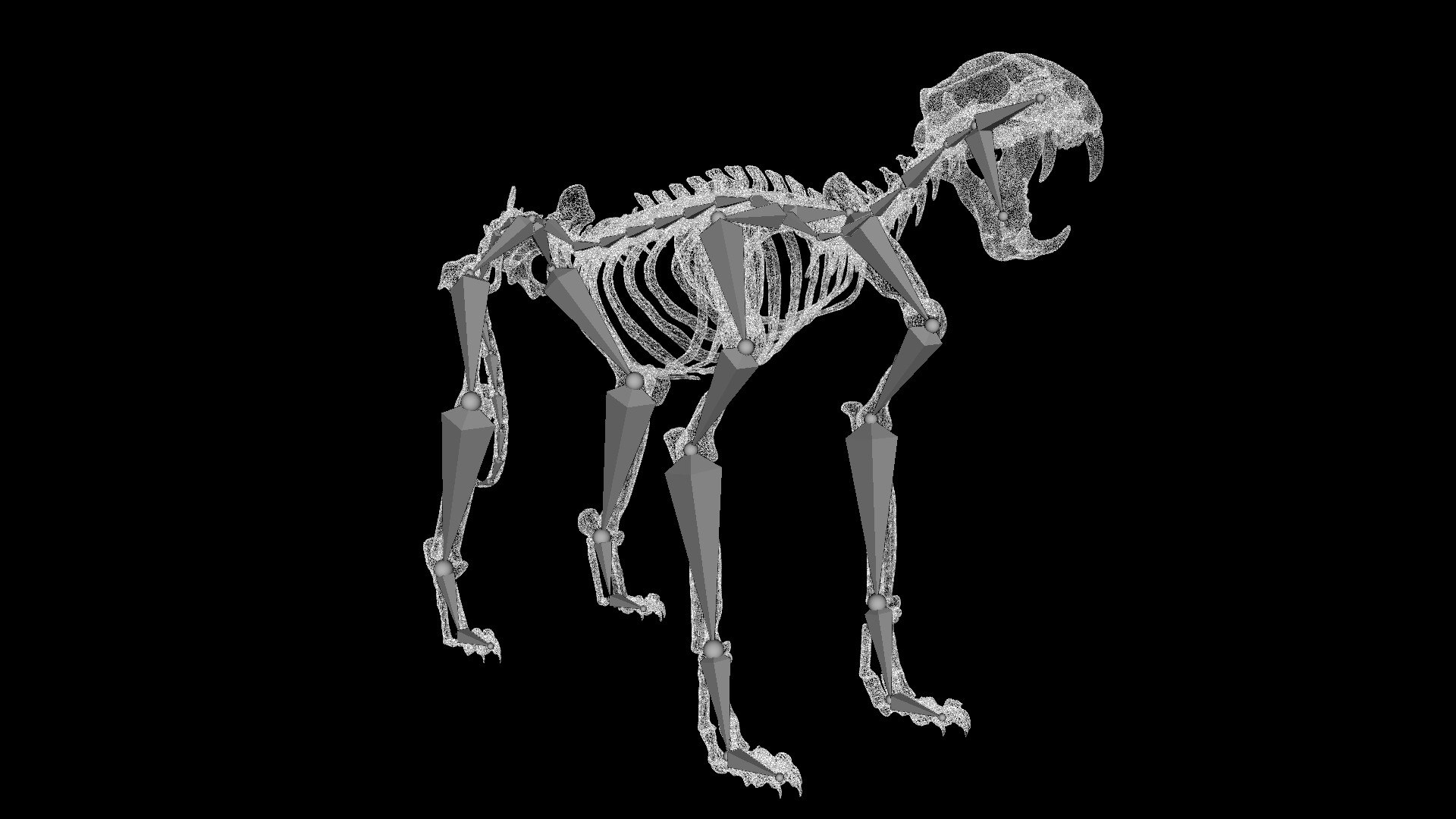 Tiger Skeleton 3D Model - TurboSquid 1886475