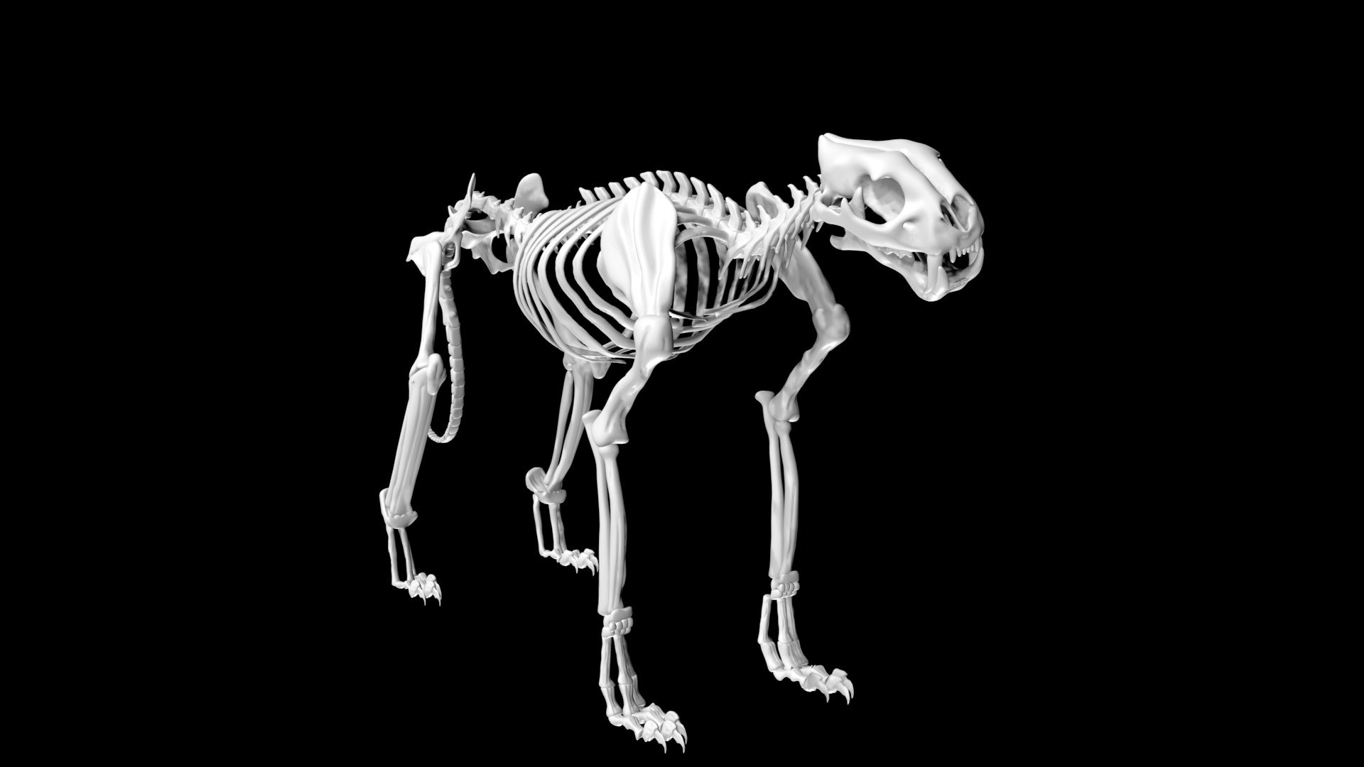 Tiger Skeleton 3D Model - TurboSquid 1886475
