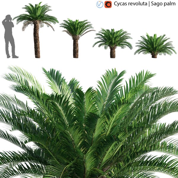 modelo 3d Cycas revoluta - palma 01 - TurboSquid 1782530