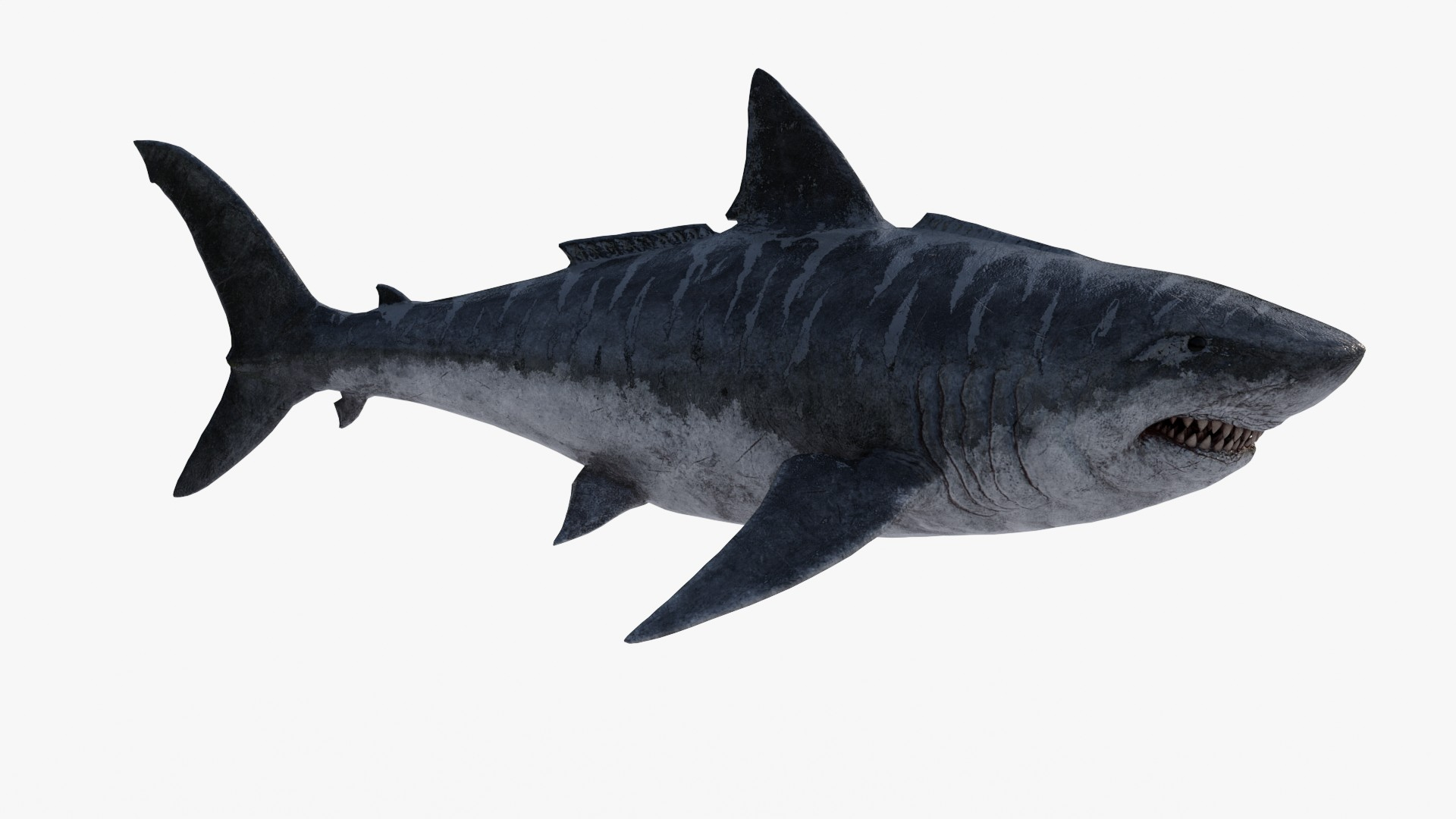 modelo 3d Megalodon - TurboSquid 2021621