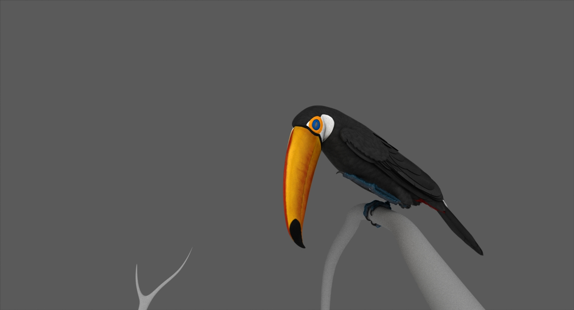 3D toco toucan animation - TurboSquid 1309168