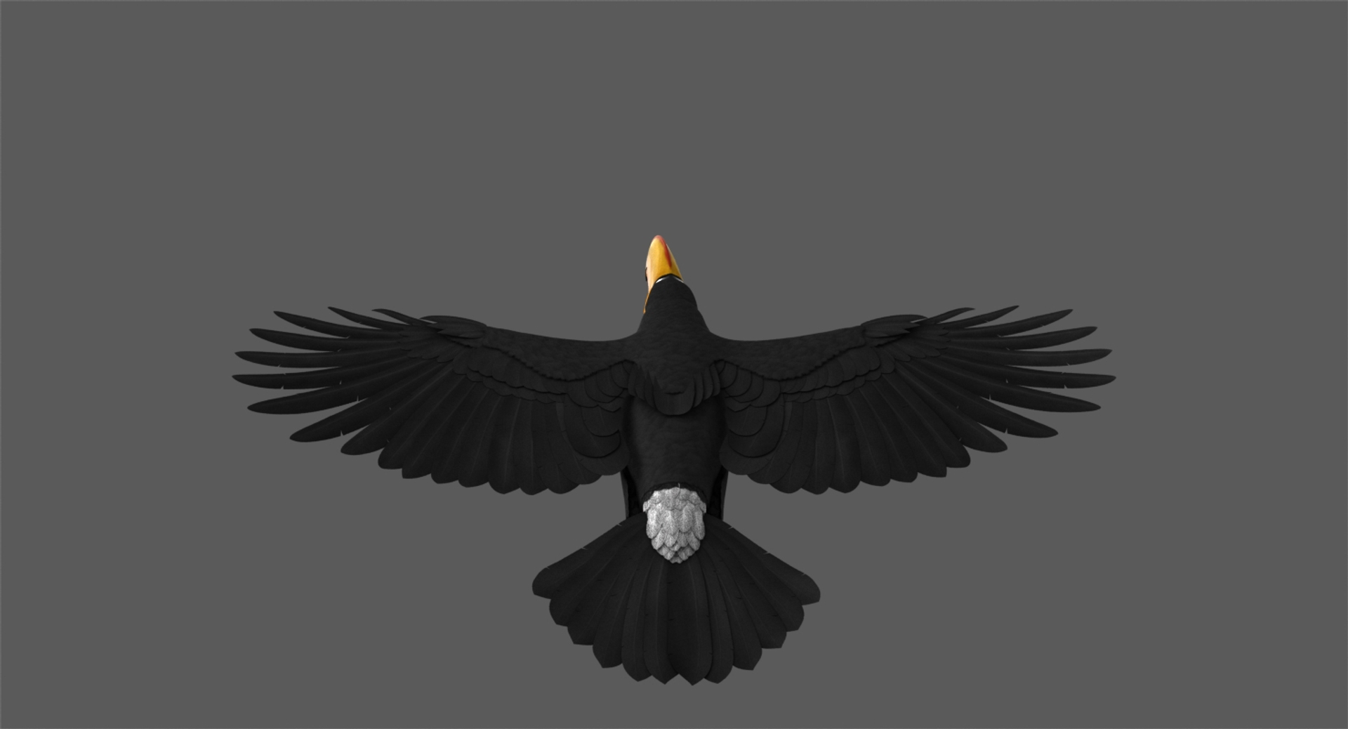 3D toco toucan animation - TurboSquid 1309168