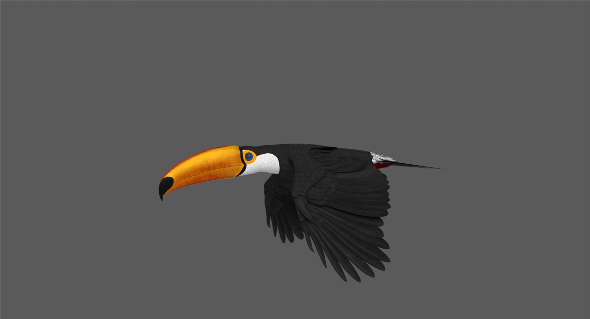 3D Toco Toucan Animation - TurboSquid 1309168