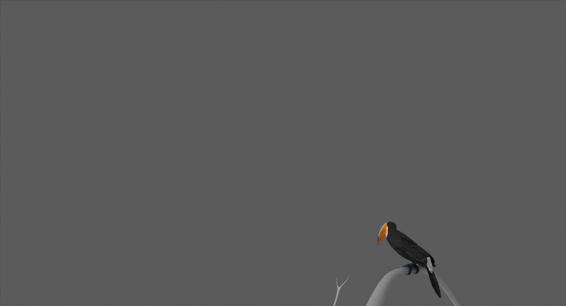 3D toco toucan animation - TurboSquid 1309168