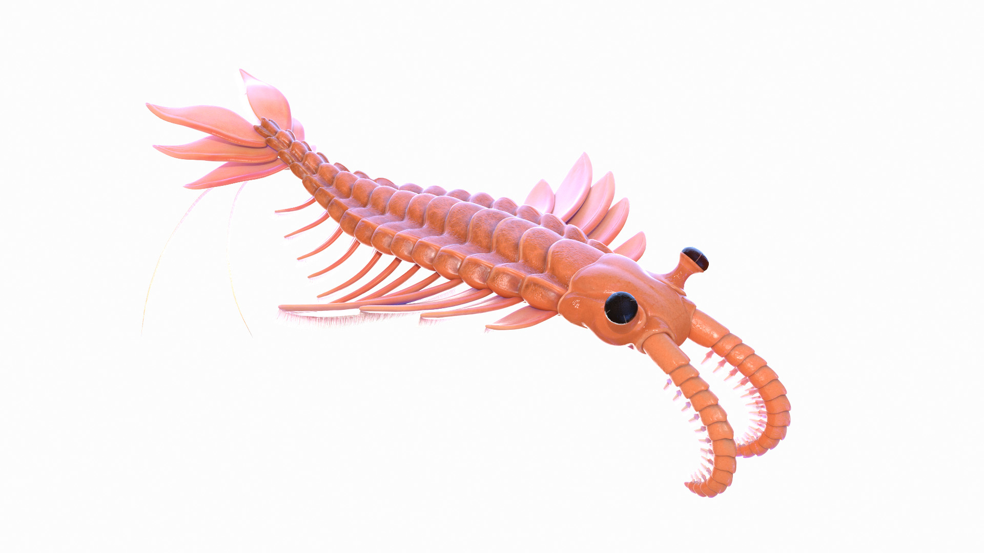 3d модель Anomalocaris Animated Turbosquid 1775931