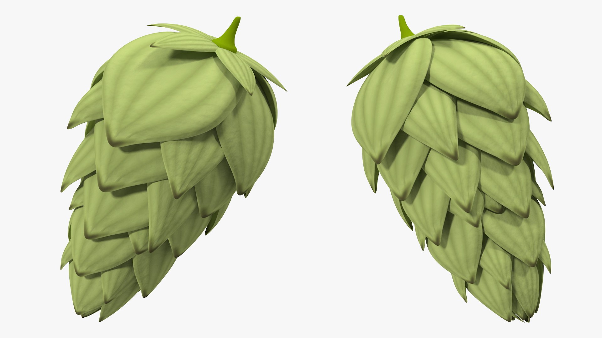 Hop Cone Model - TurboSquid 1441059