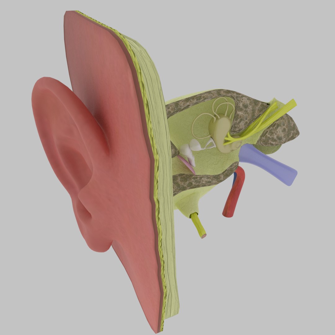 Ear Anatomy Model - TurboSquid 1351032