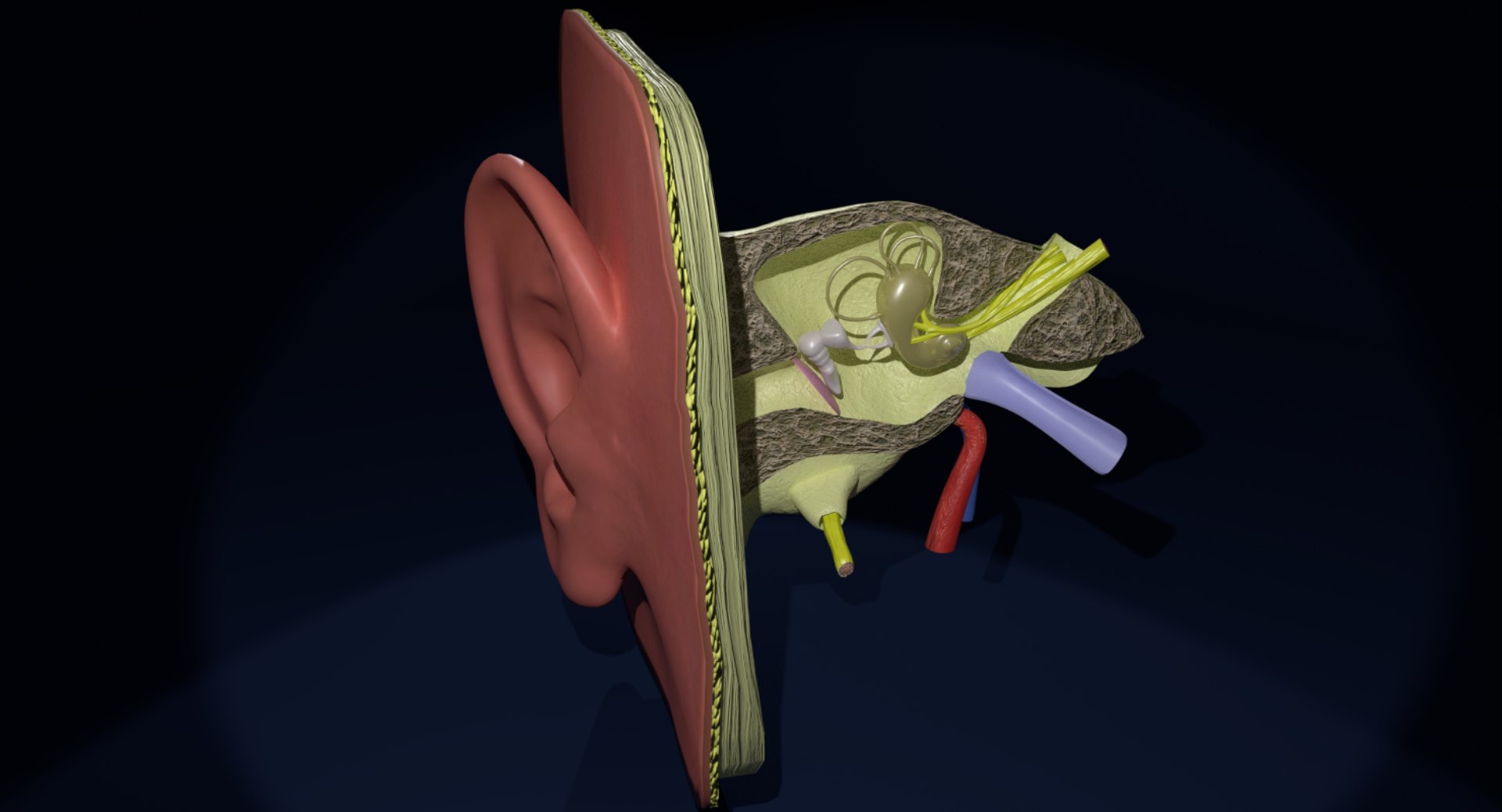 Ear Anatomy Model - TurboSquid 1351032