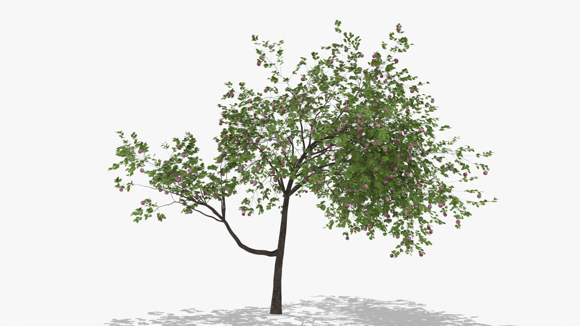 3D Plum Fruits Hight Model - TurboSquid 1628899