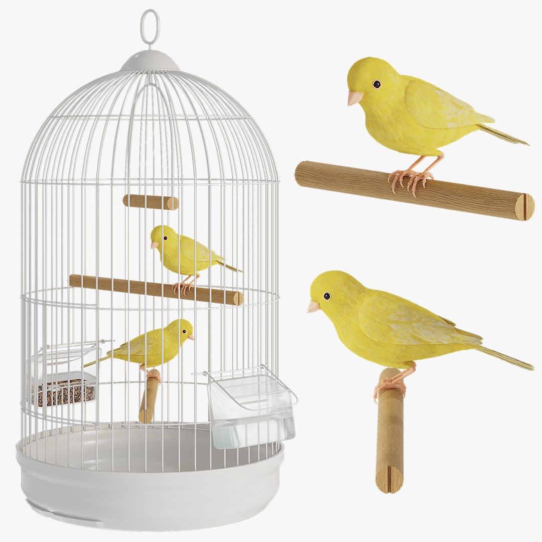 3D Canaries In A Cage Model - TurboSquid 2262511