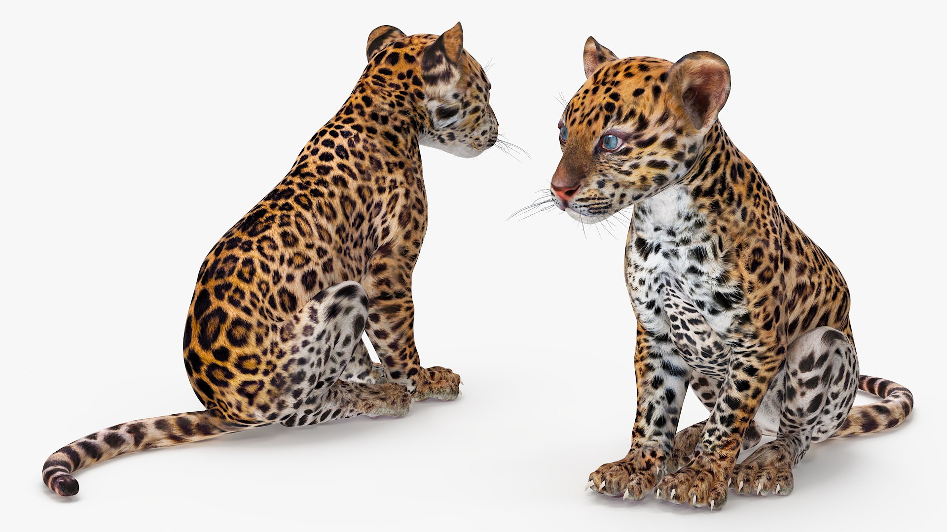 Leopard Cub Rigged 3D Model - TurboSquid 2335705