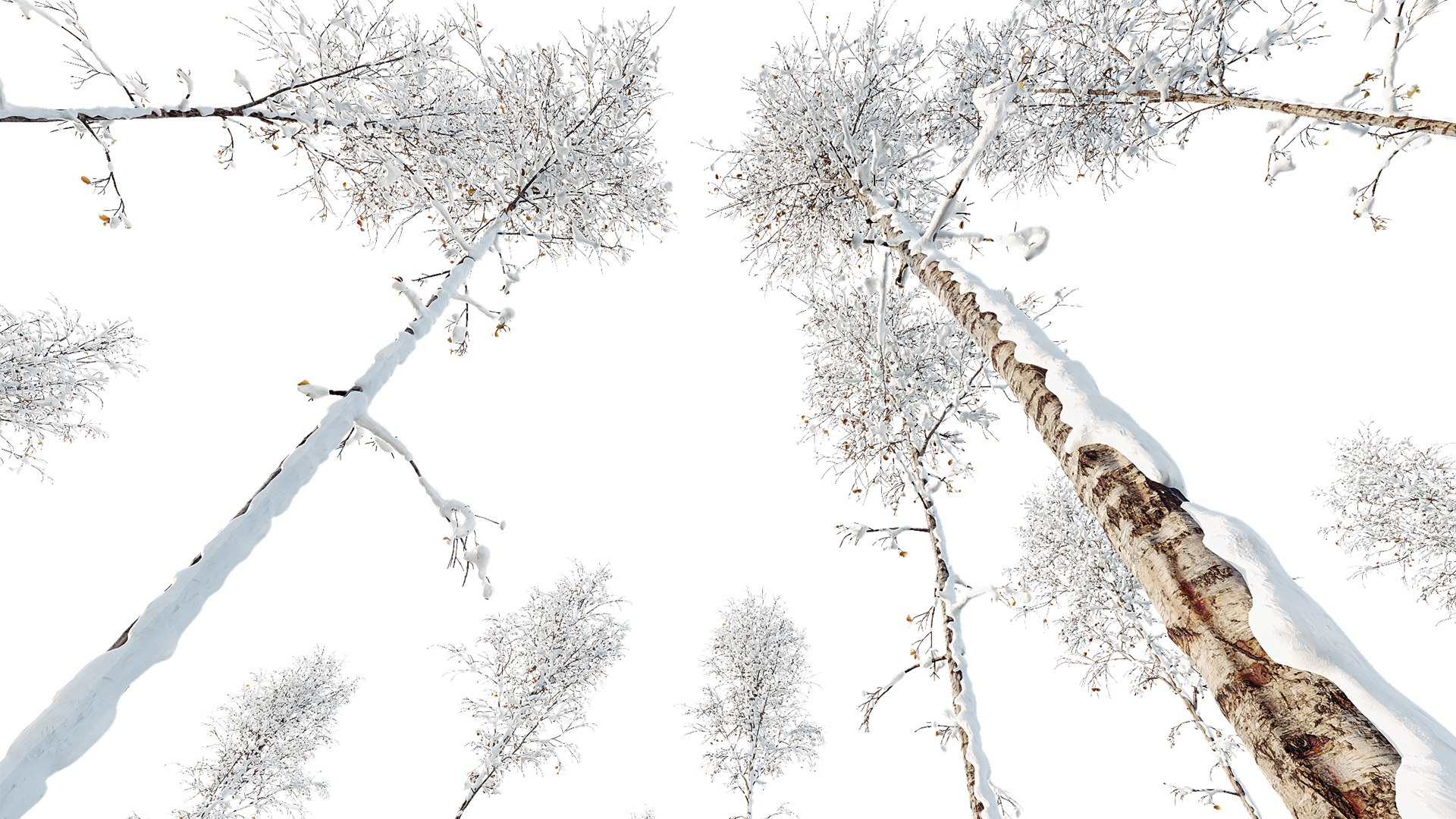 AV Plants Betula Pendula Winter Snow Model - TurboSquid 2349231