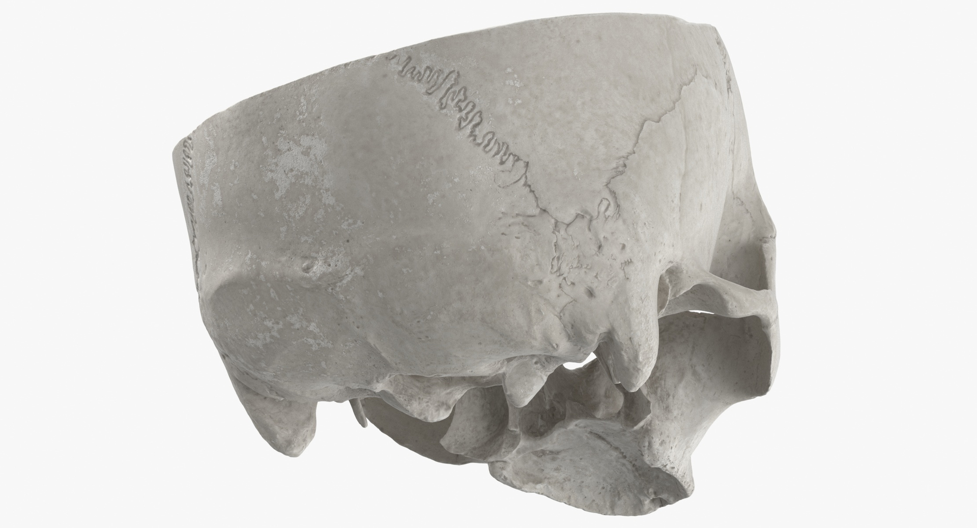 3D Human Skulls Collection 02 White - 12 models model - TurboSquid 1746066