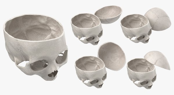 3D Human Skulls Collection 02 White - 12 models model - TurboSquid 1746066