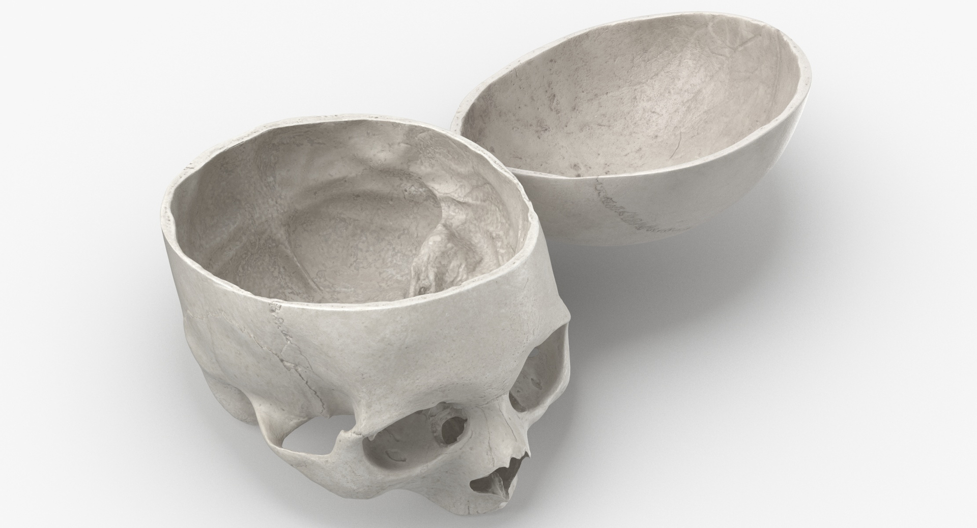 3D Human Skulls Collection 02 White - 12 models model - TurboSquid 1746066