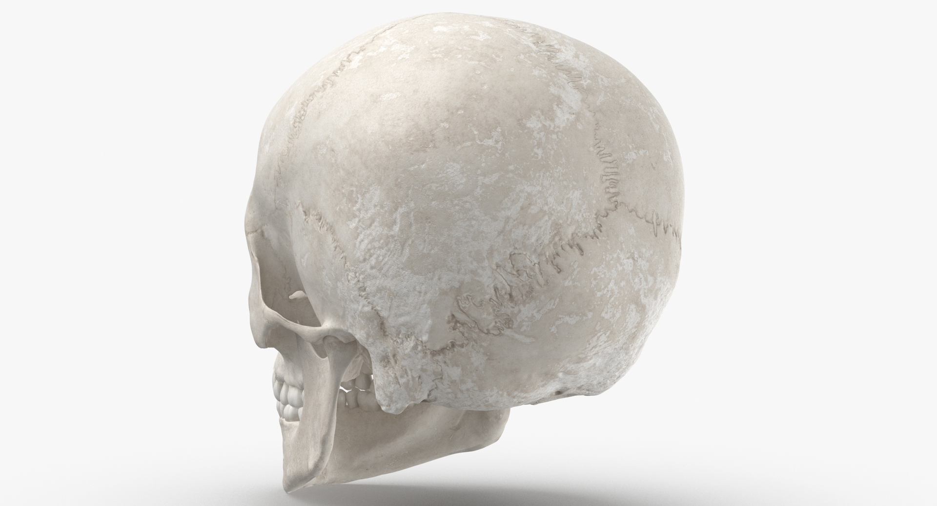 3D Human Skulls Collection 02 White - 12 models model - TurboSquid 1746066