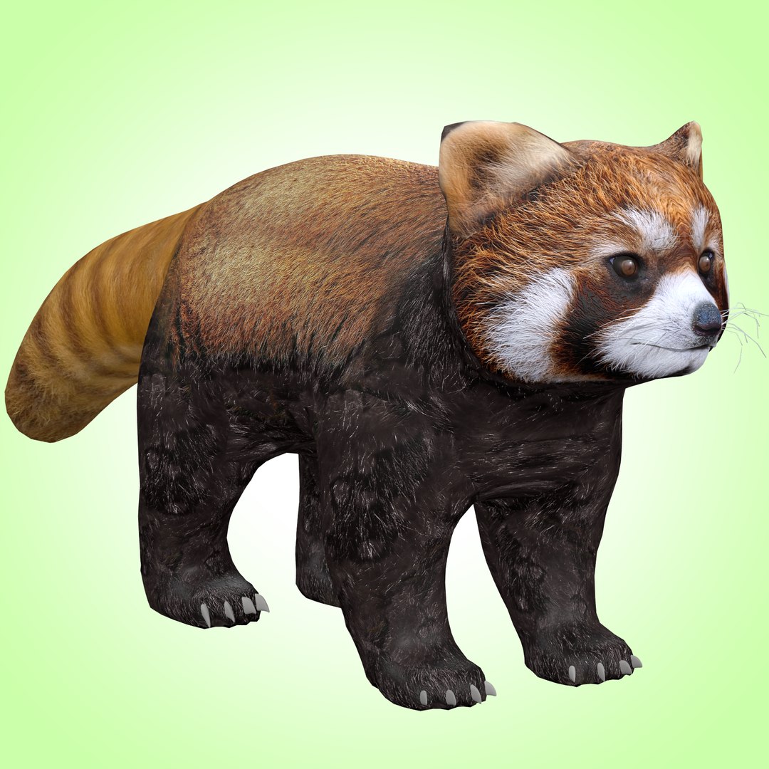 Red Panda Rig Low Poly 3D Model - TurboSquid 1986414
