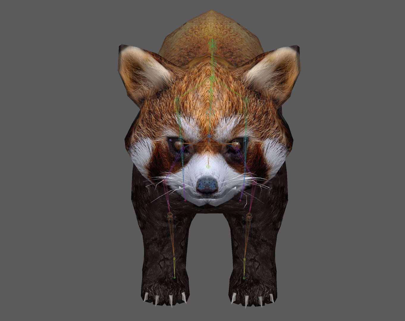 Red Panda Rig Low Poly 3D Model - TurboSquid 1986414