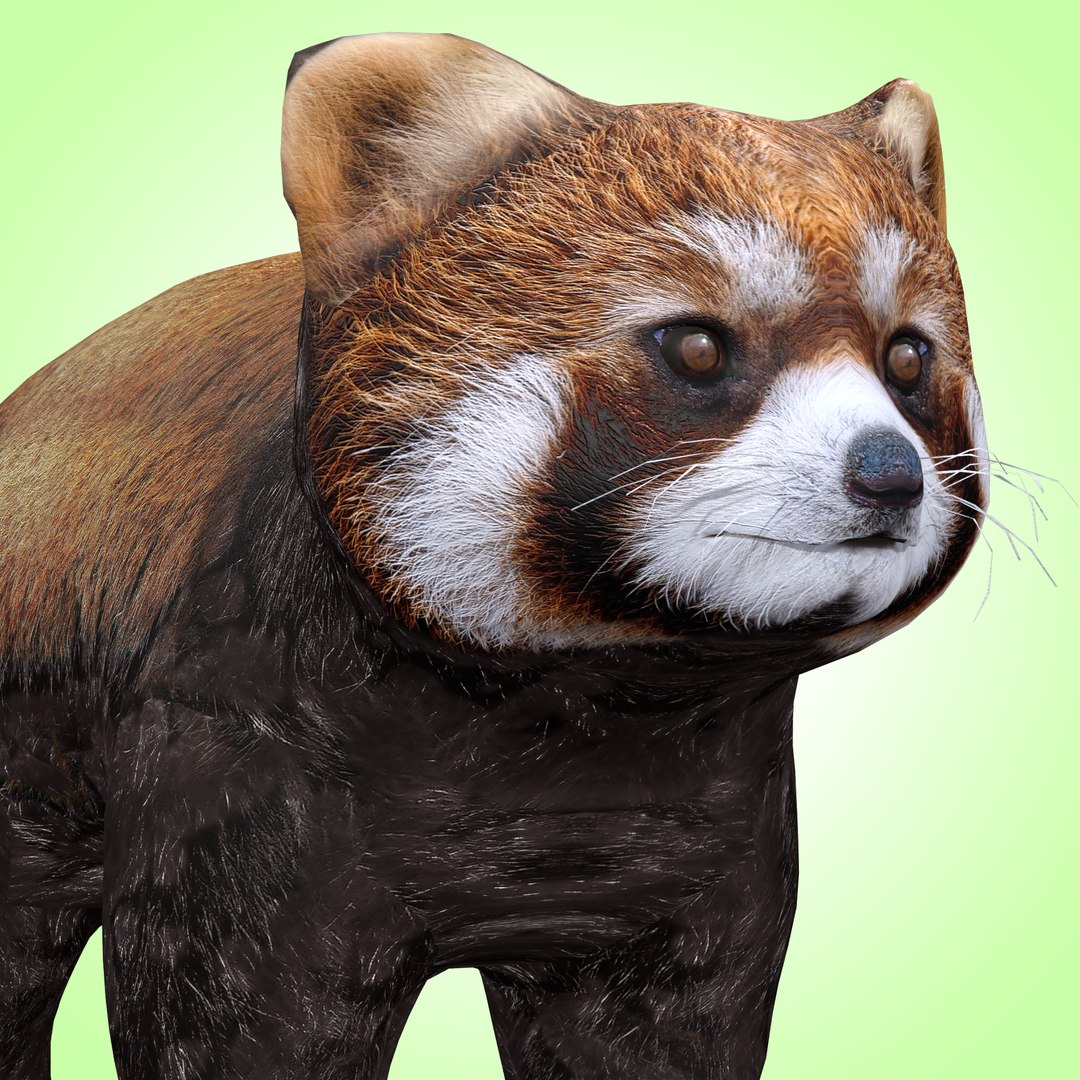 Red Panda Rig Low Poly 3D Model - TurboSquid 1986414