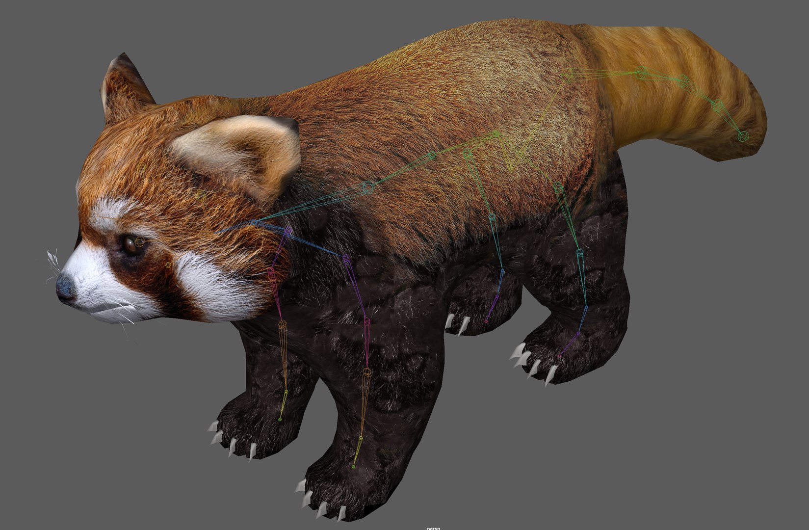 Red Panda Rig Low Poly 3D Model - TurboSquid 1986414