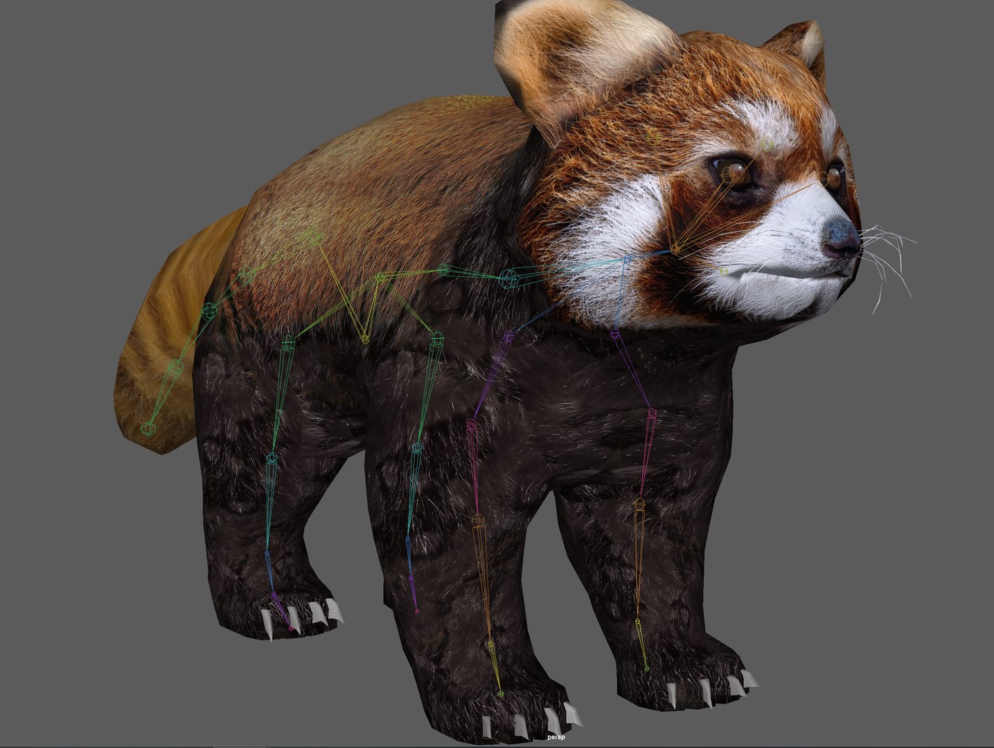 Red Panda Rig Low Poly 3D Model - TurboSquid 1986414