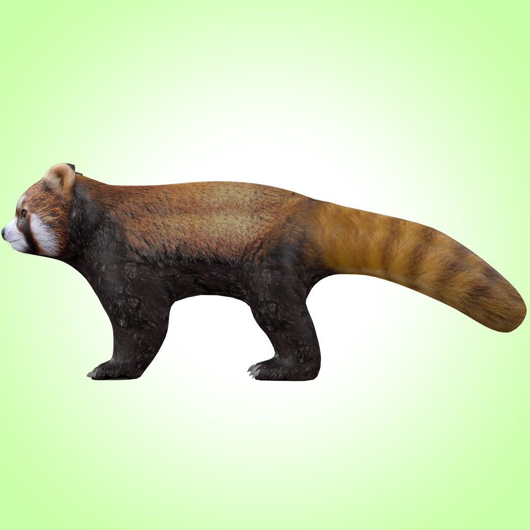 Red Panda Rig Low Poly 3D Model - TurboSquid 1986414