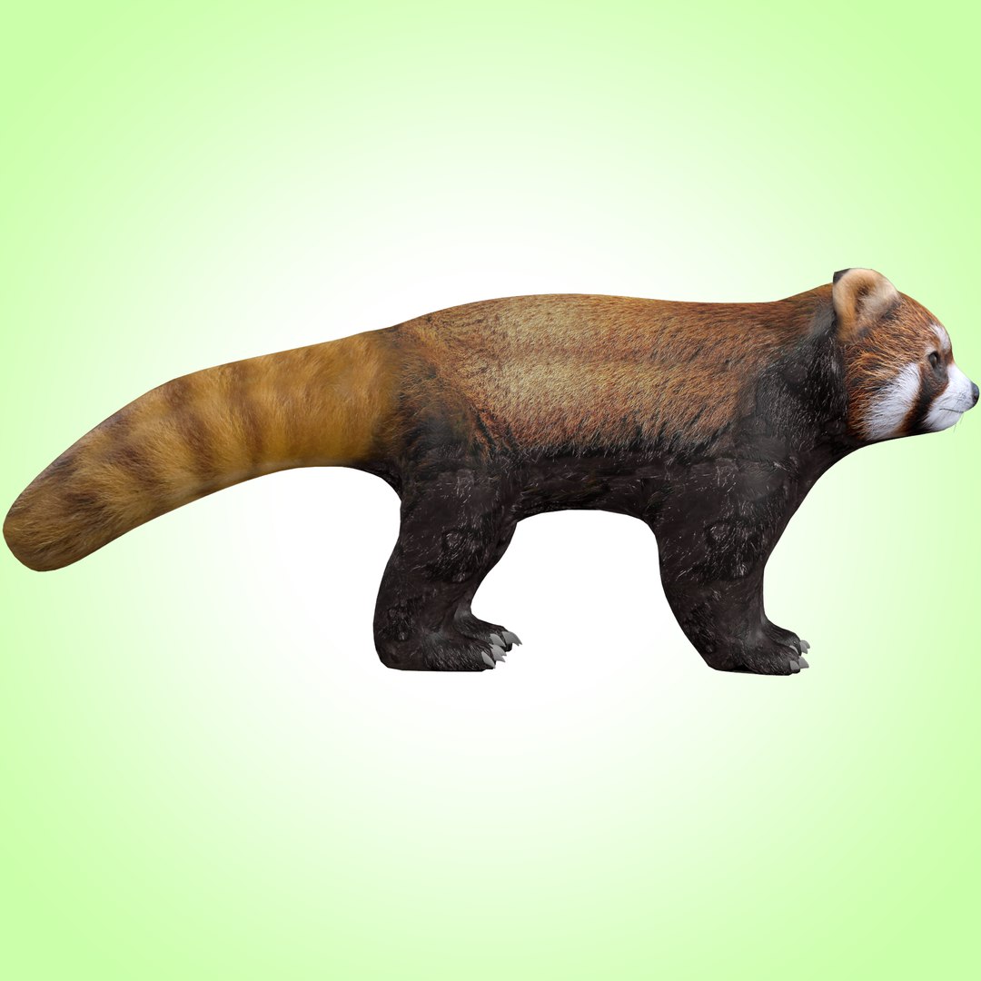 Red Panda Rig Low Poly 3D Model - TurboSquid 1986414