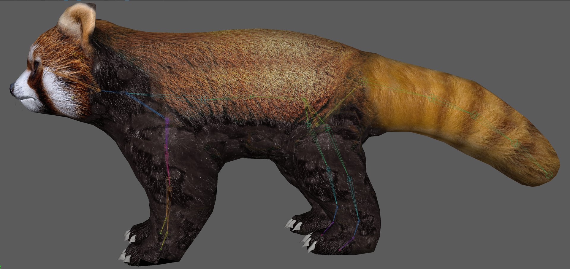 Red Panda Rig Low Poly 3D Model - TurboSquid 1986414