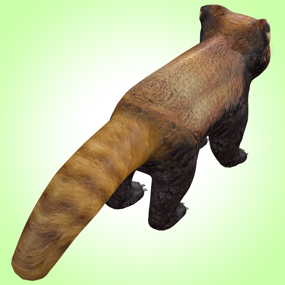 Red Panda Rig Low Poly 3D Model - TurboSquid 1986414