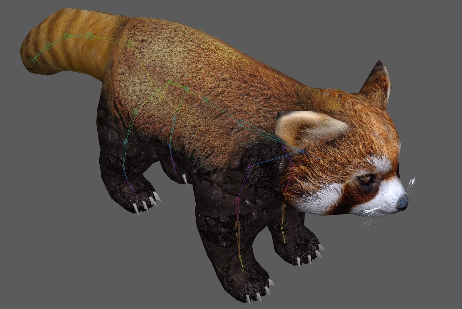 Red Panda Rig Low Poly 3D Model - TurboSquid 1986414