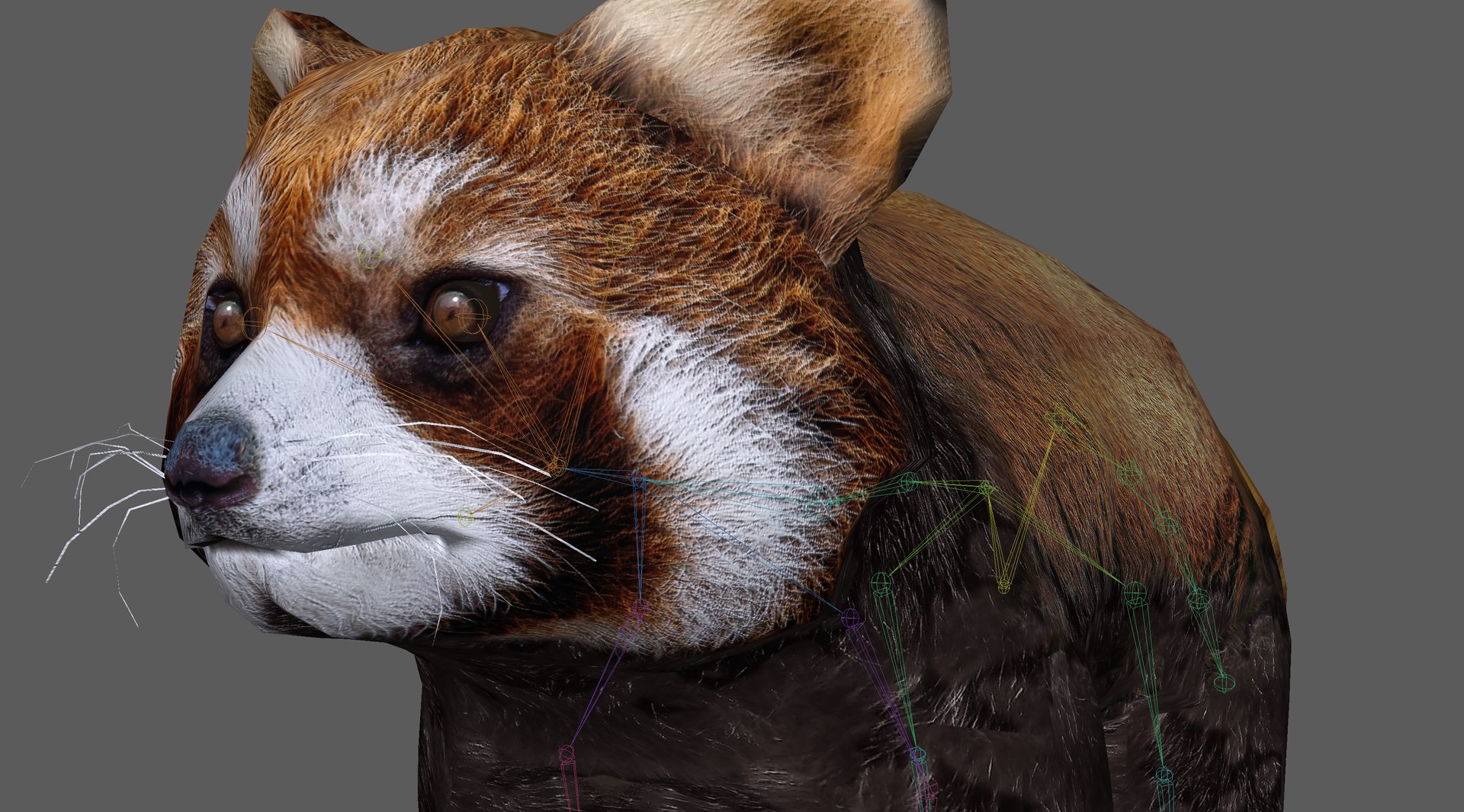 Red Panda Rig Low Poly 3D Model - TurboSquid 1986414