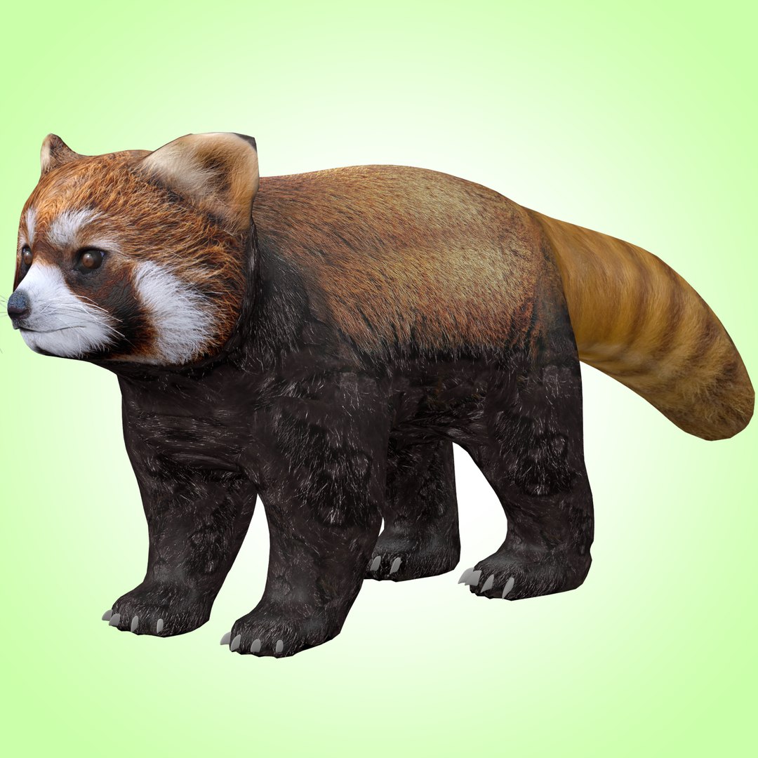 Red Panda Rig Low Poly 3D Model - TurboSquid 1986414