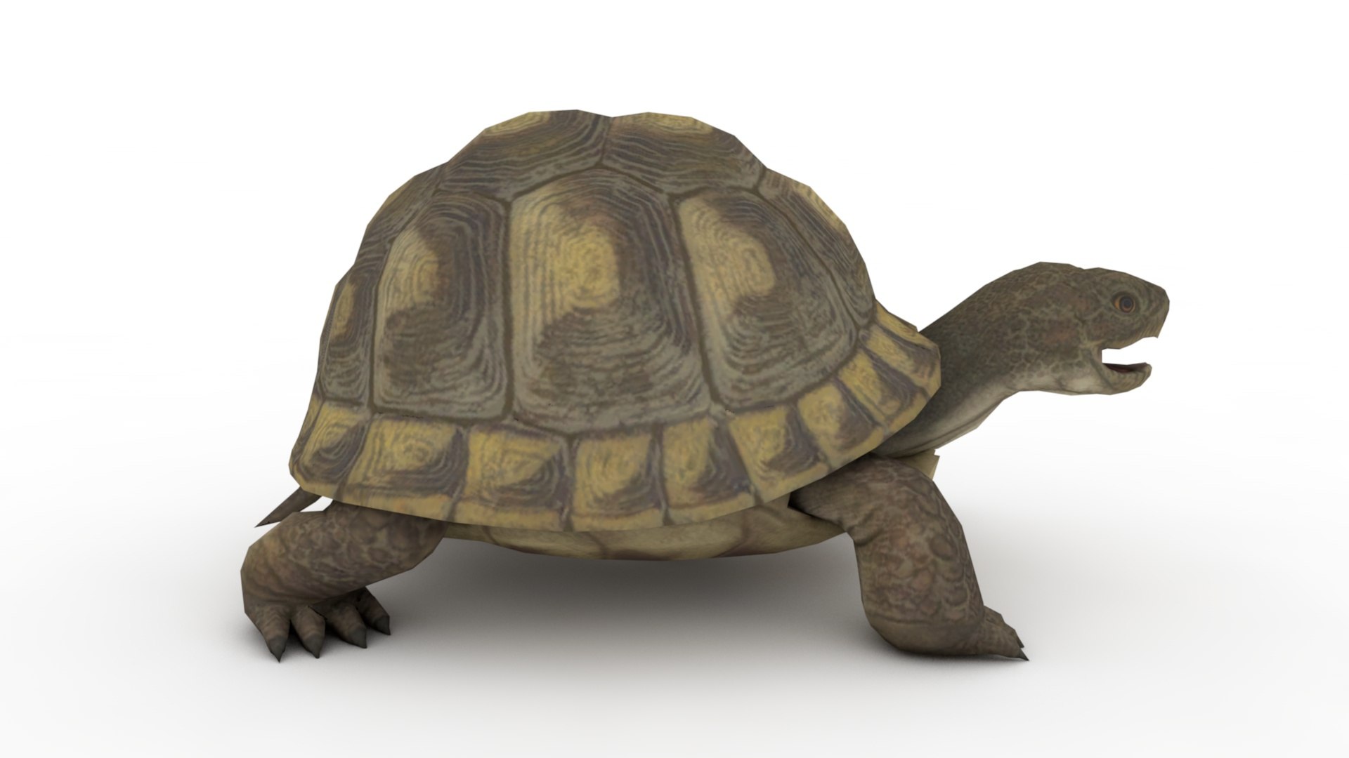 3D Turtle Model - TurboSquid 2073434