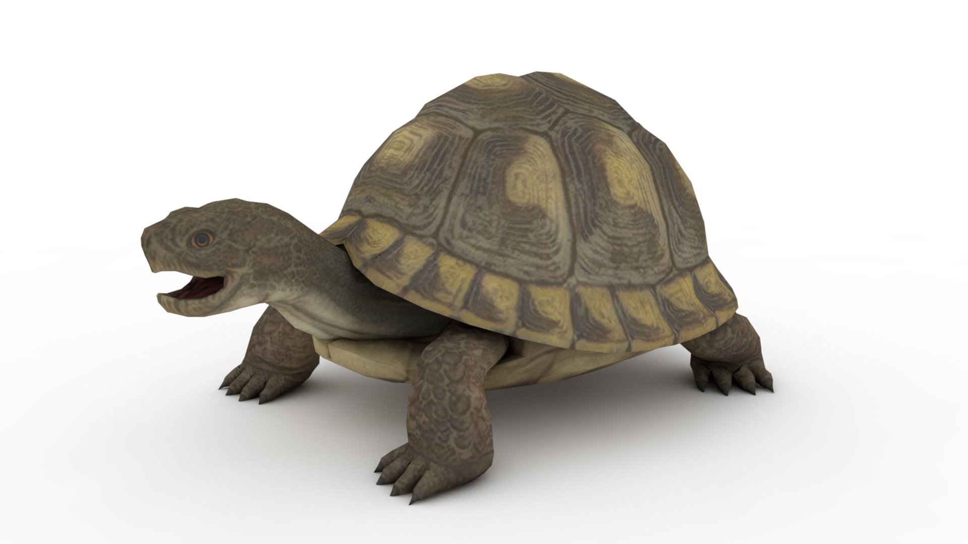 3D Turtle Model - TurboSquid 2073434