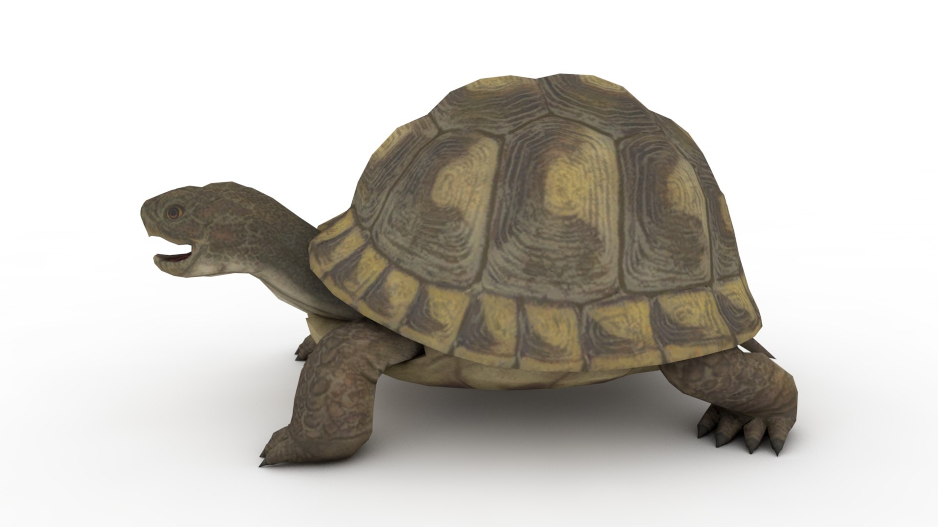 3D Turtle Model - TurboSquid 2073434