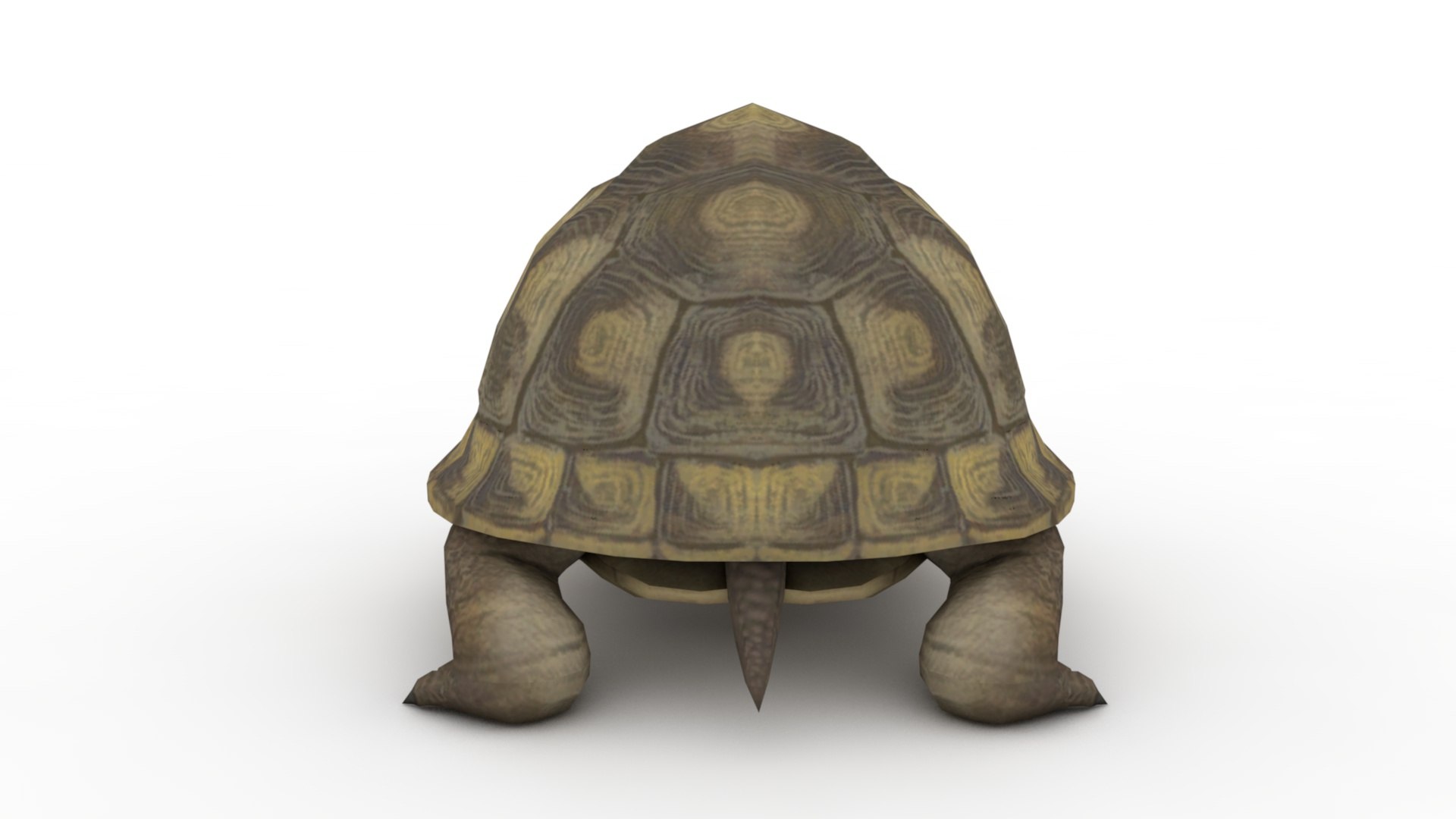 3D Turtle Model - TurboSquid 2073434