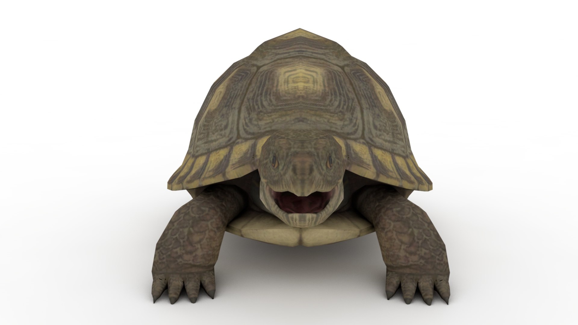 3D Turtle Model - TurboSquid 2073434