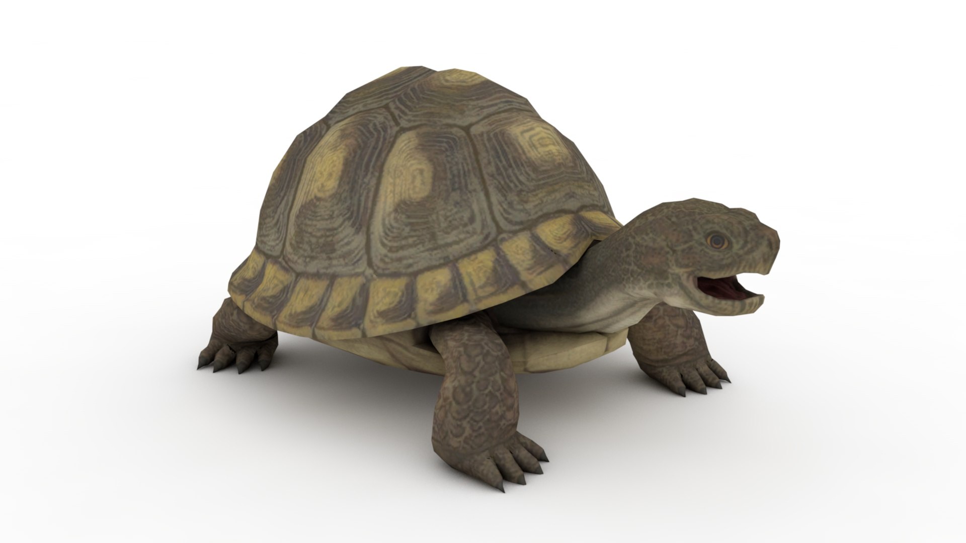 3D Turtle Model - TurboSquid 2073434