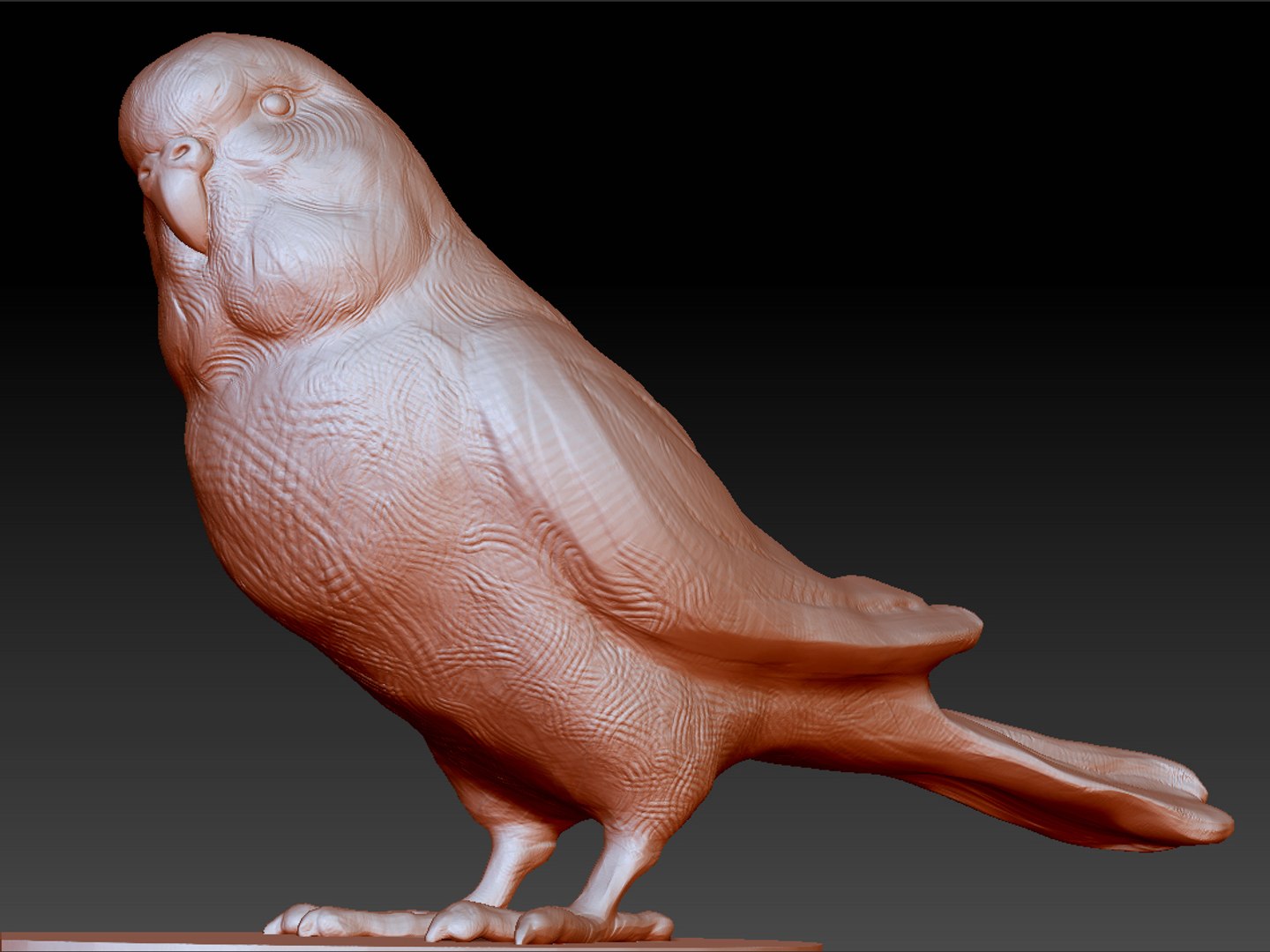3d Model Bird