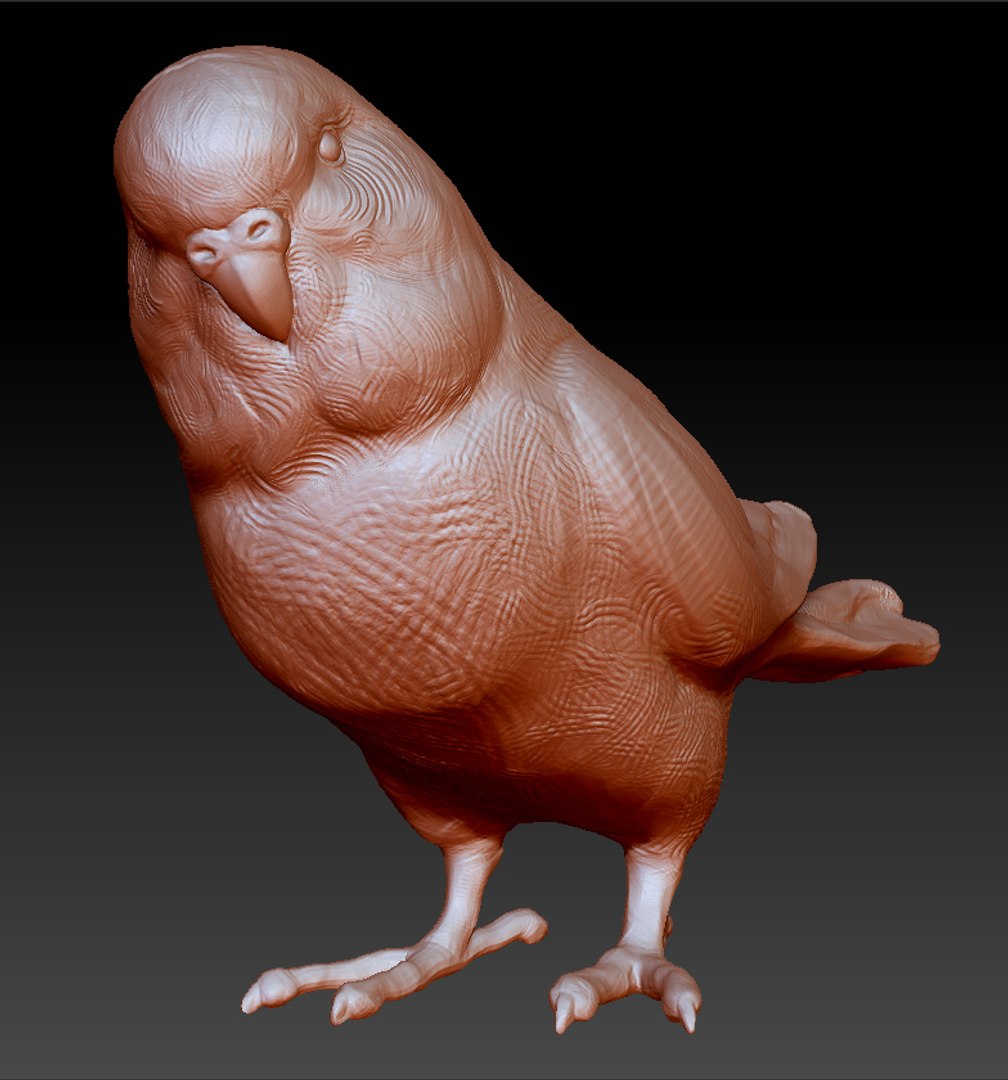 3d Model Bird