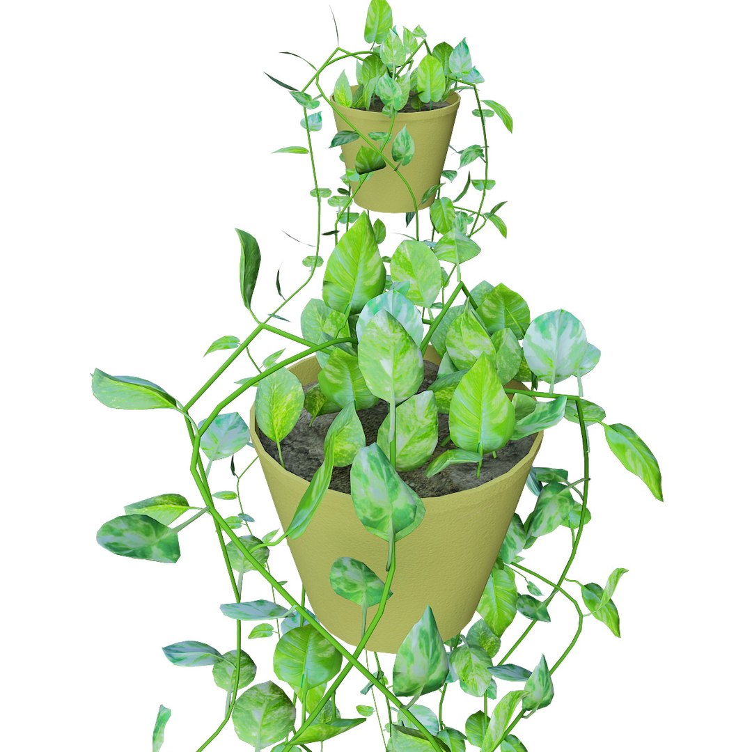 max scindapsus aureus 1