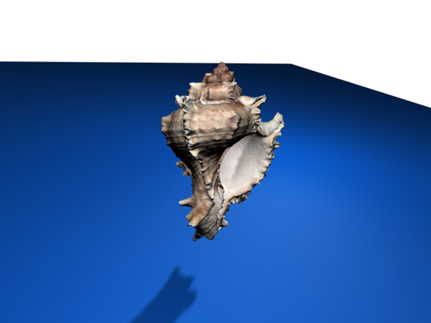 maya accurate seashell