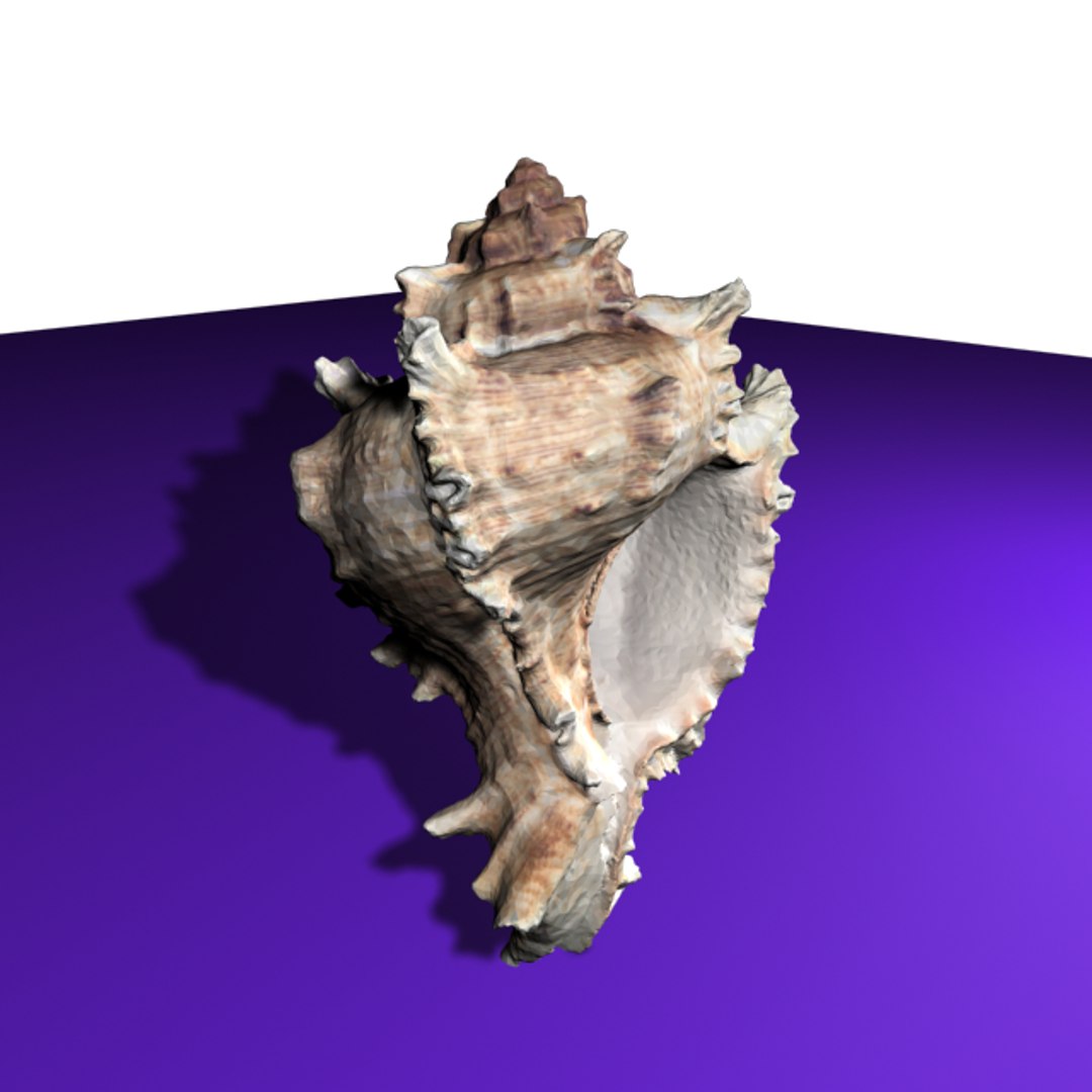 maya accurate seashell